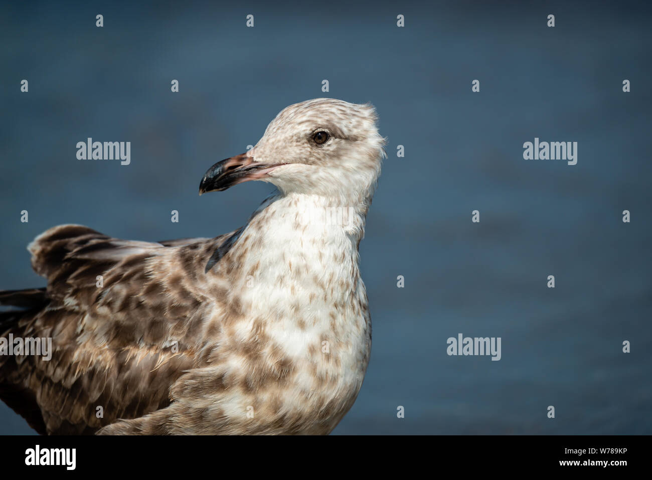 Seagull isolated at the ocean-side Stock Photo - Alamy