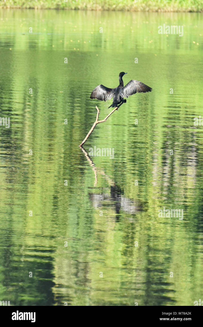 Neotropic cormorant sunning itself on Lake Chimbadas, Tambopata River ...