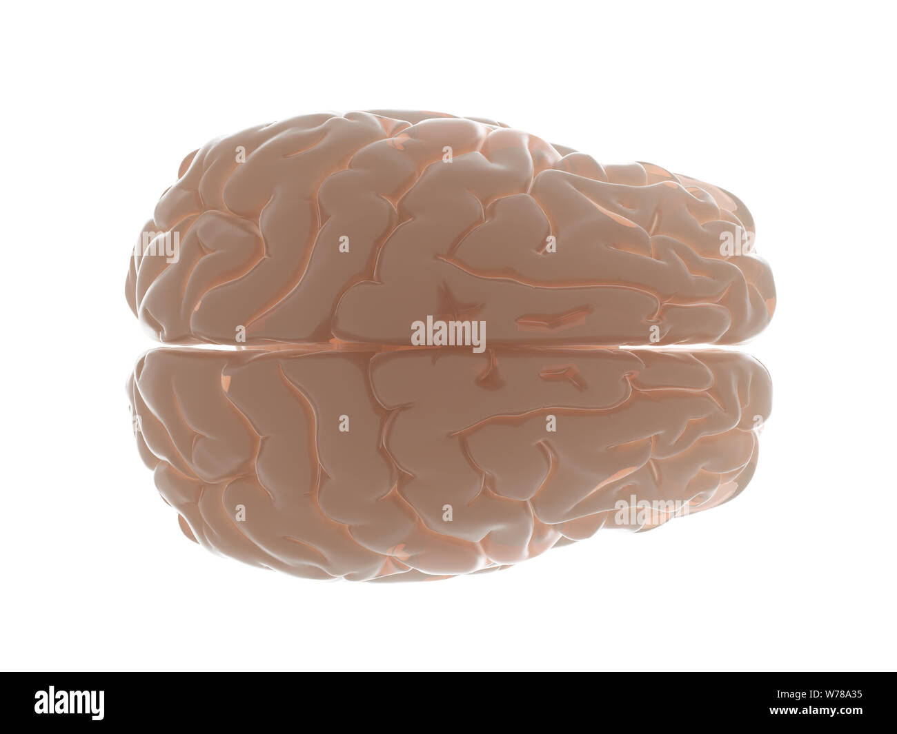3d brain illustration cerebellum stem hi-res stock photography and ...
