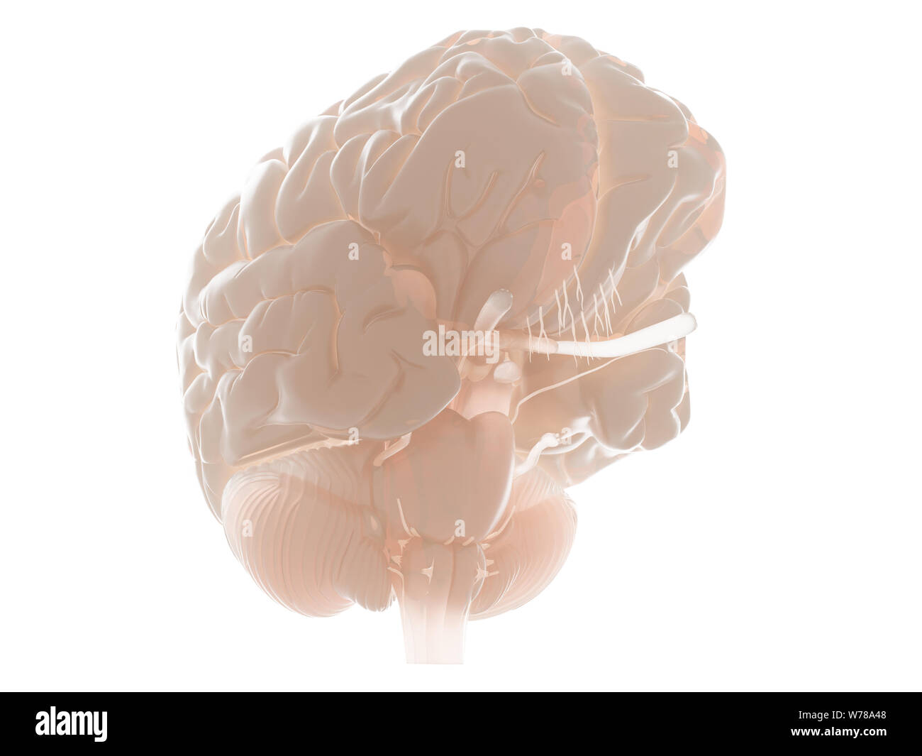 3d brain illustration cerebellum stem hi-res stock photography and ...