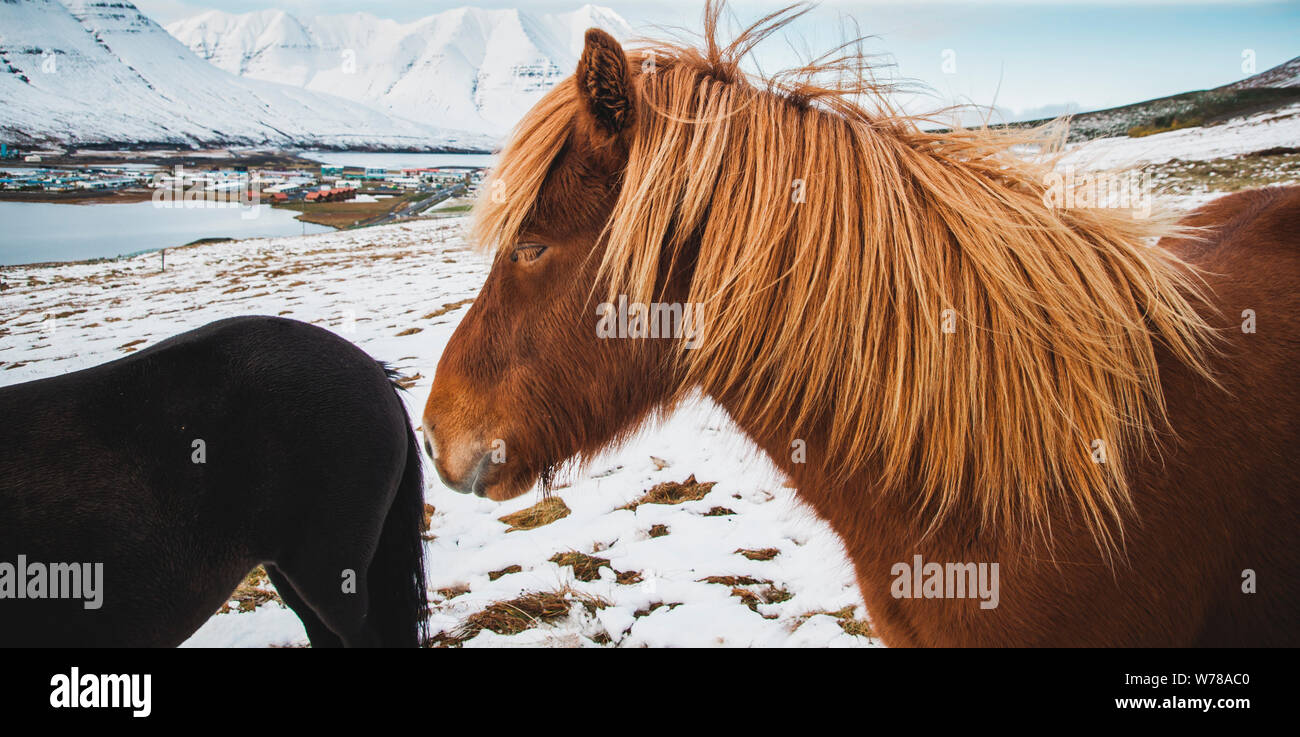 Portraits of Icelandic race horses on a snowy mountain, protected ...