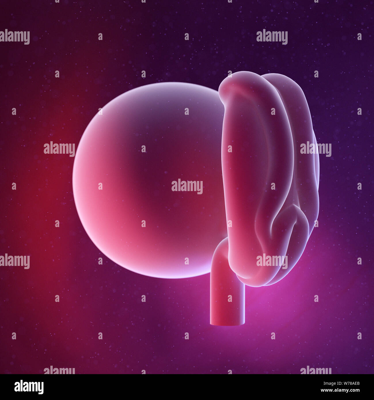 3d rendered medically accurate illustration of a human fetus - week ...