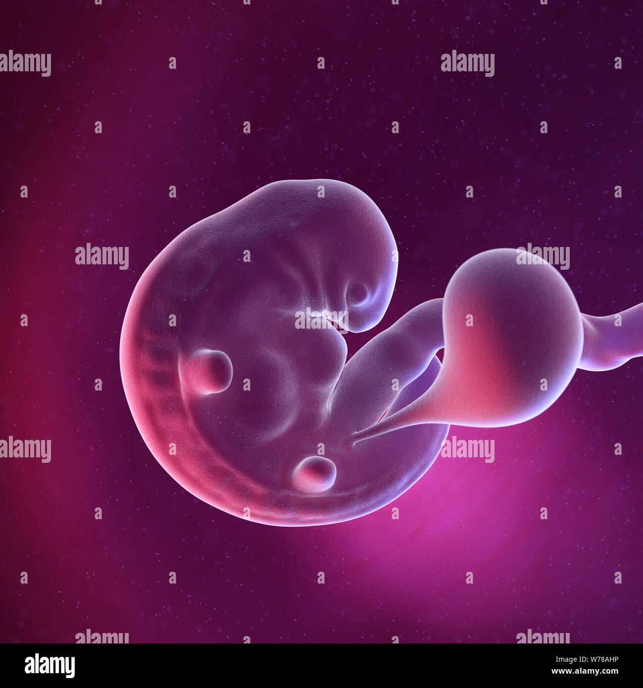 3d rendered medically accurate illustration of a human fetus - week ...