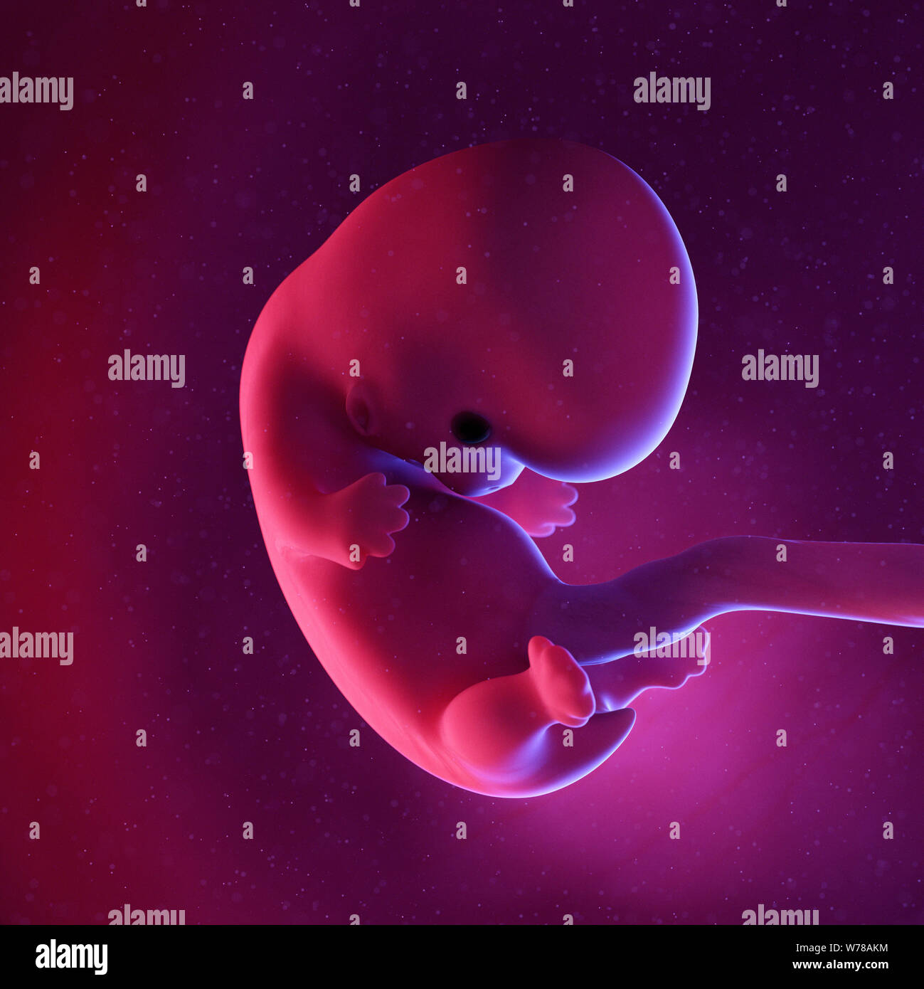8 week prenatal hi-res stock photography and images - Alamy