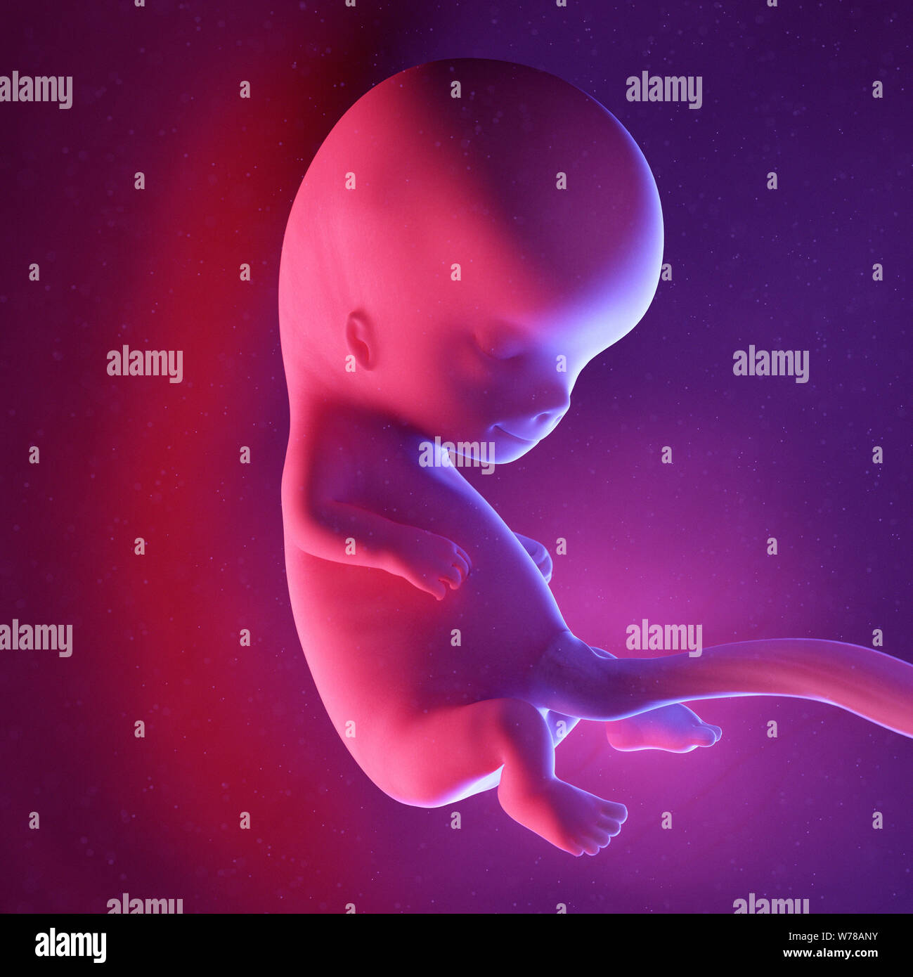 3d rendered medically accurate illustration of a human fetus - week 10 ...
