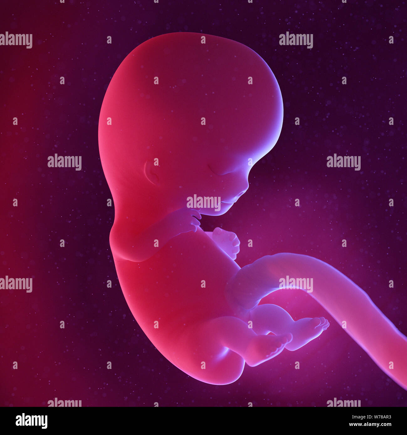 3d rendered medically accurate illustration of a human fetus - week ...