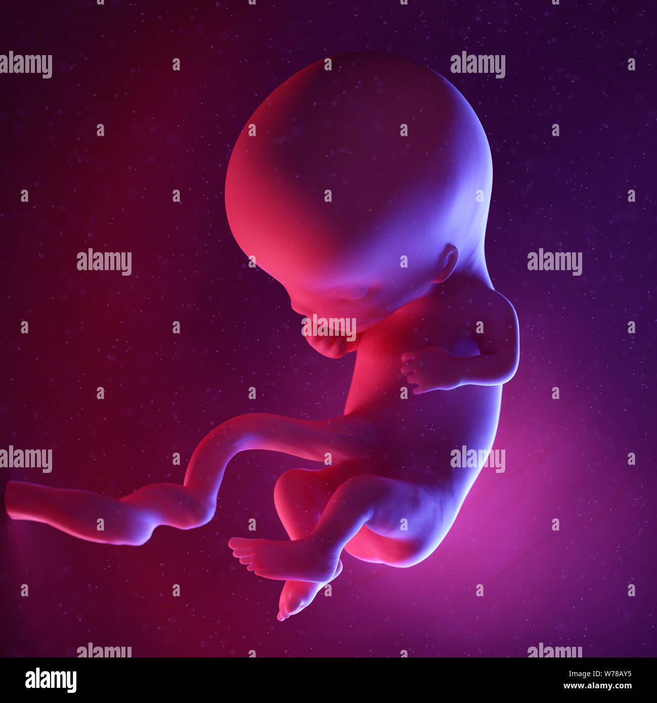 3d rendered medically accurate illustration of a human fetus - week ...