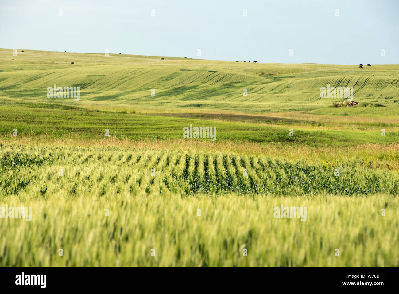 Saskatchewan wheat fields hi-res stock photography and images - Alamy