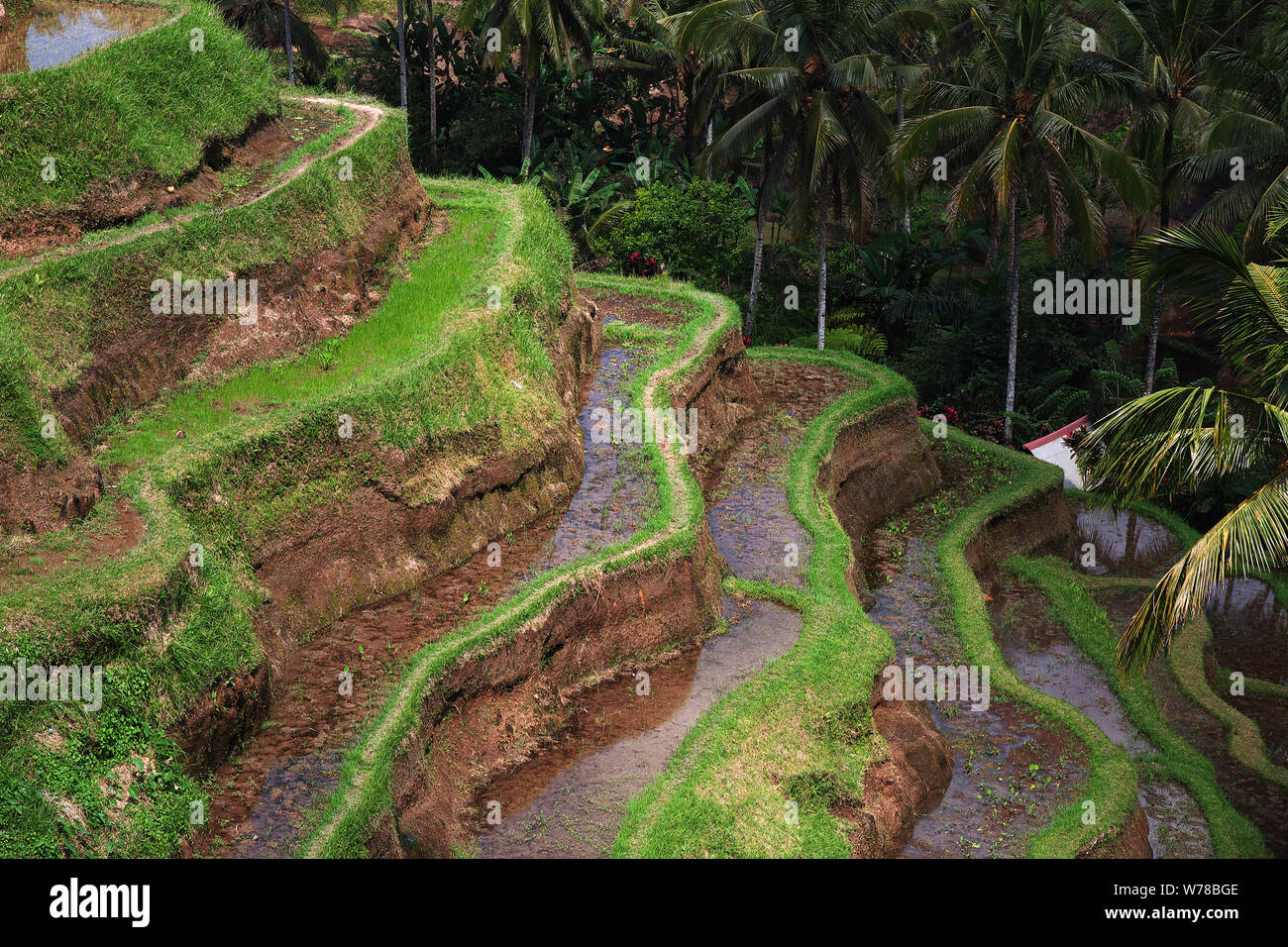The rice terraces on Bali, Indonesia Stock Photo - Alamy