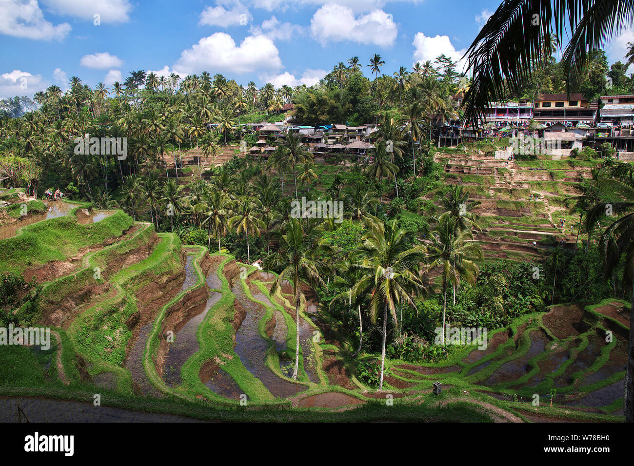 The rice terraces on Bali, Indonesia Stock Photo - Alamy