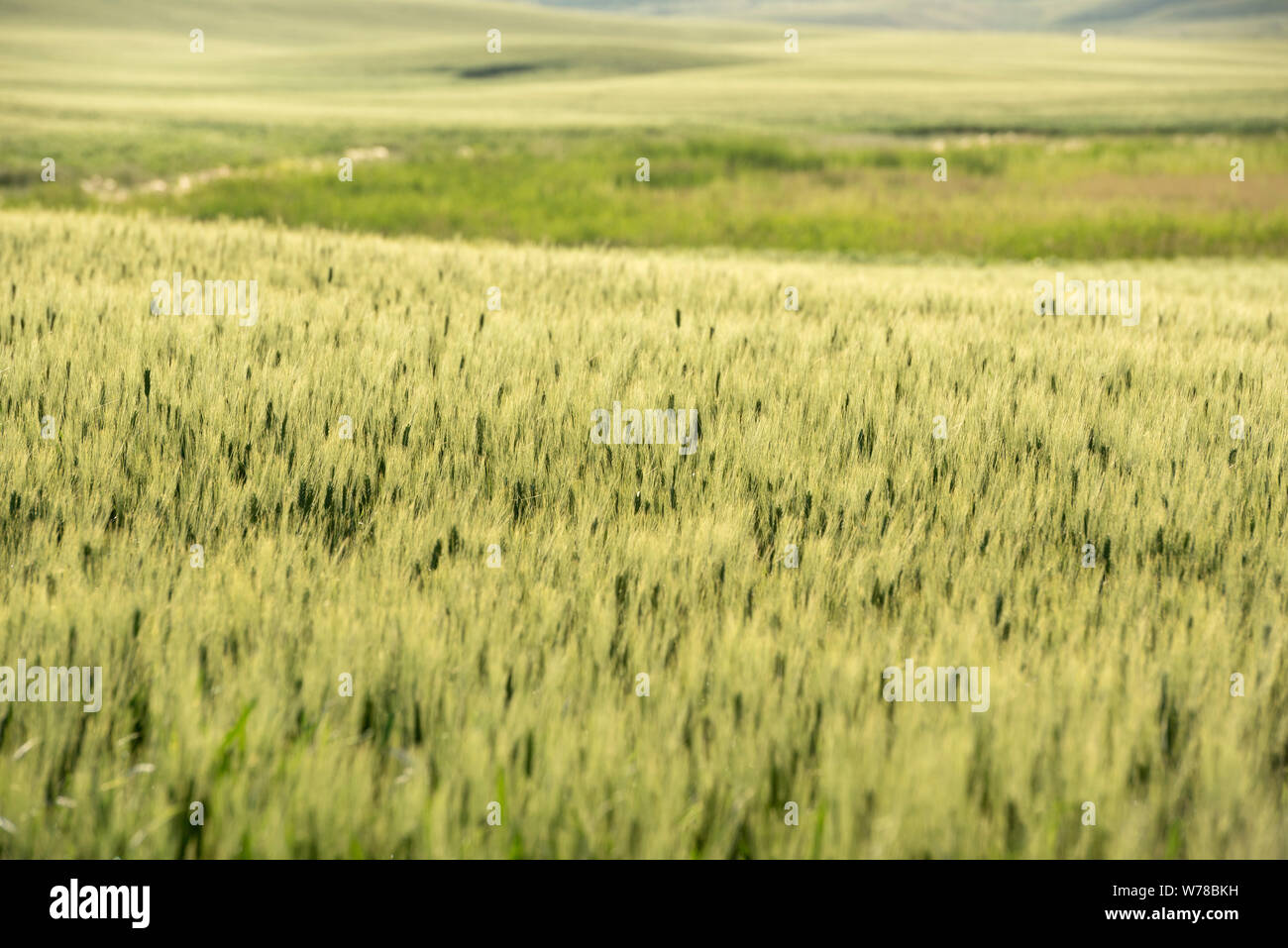 Rolling hills southern saskatchewan hi-res stock photography and images ...
