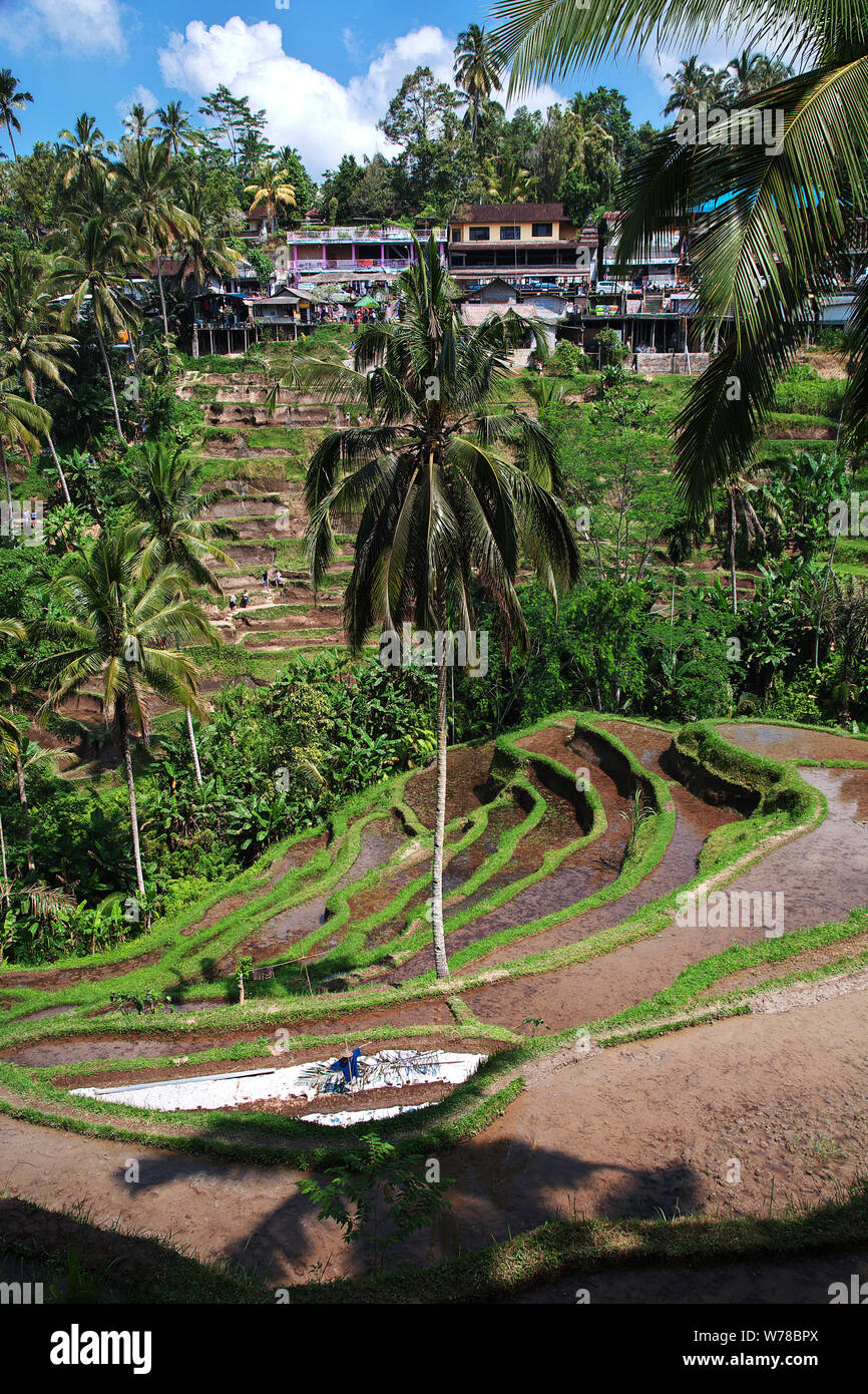 The rice terraces on Bali, Indonesia Stock Photo - Alamy