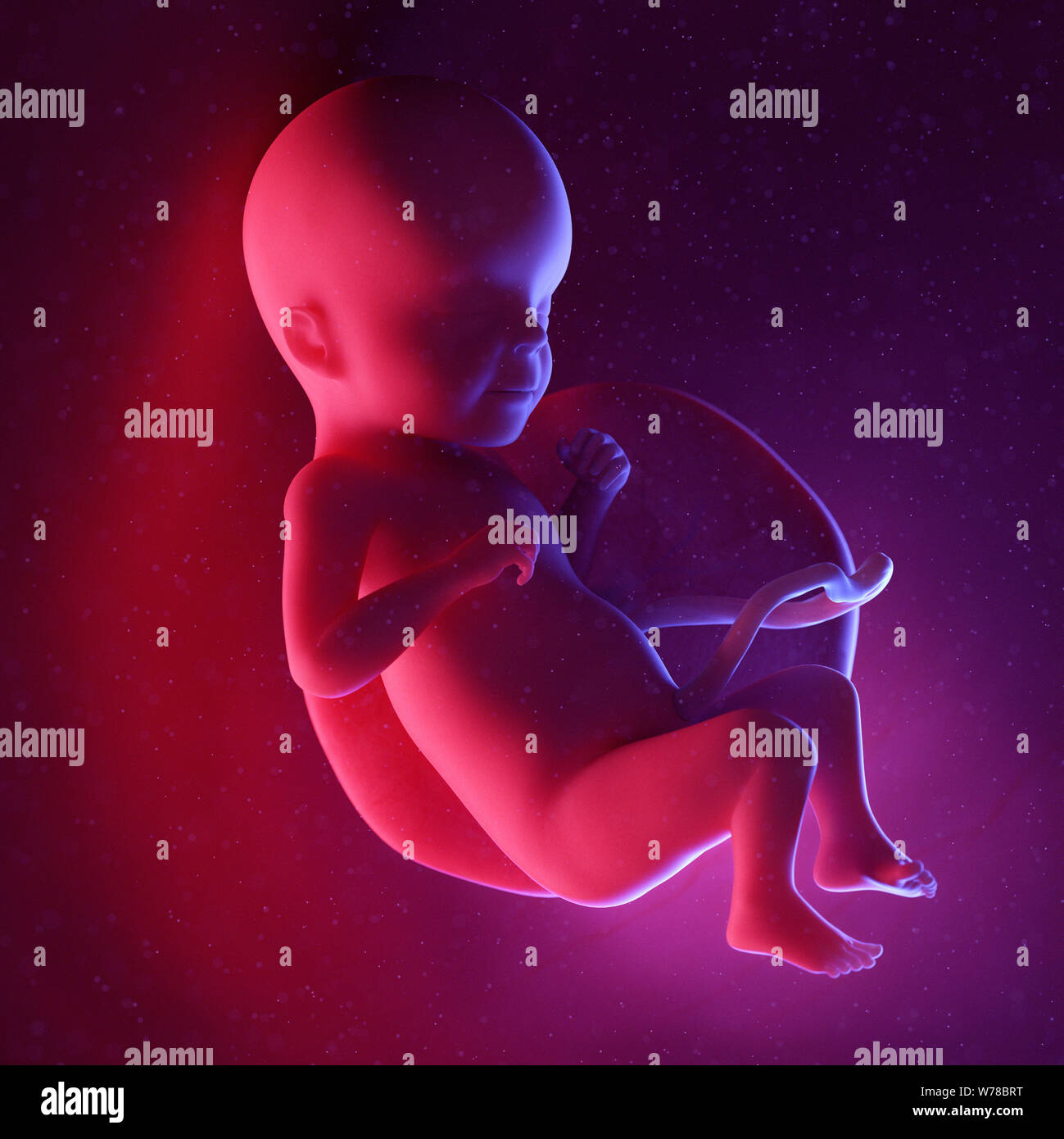 3d rendered medically accurate illustration of a human fetus - week 26 ...