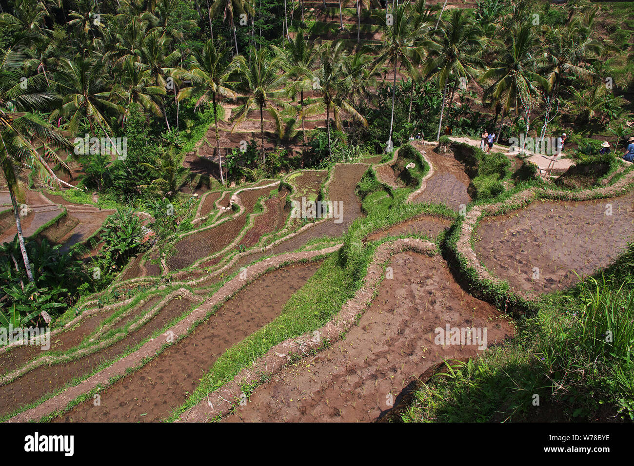 The rice terraces on Bali, Indonesia Stock Photo - Alamy