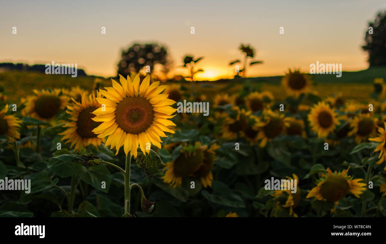 Sunflower heads in autumn hi-res stock photography and images - Alamy