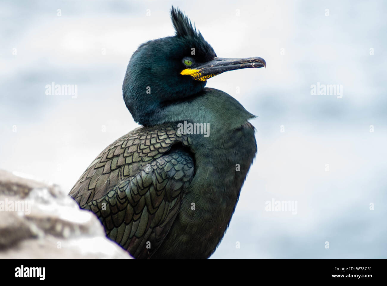 Green shag hi-res stock photography and images - Alamy