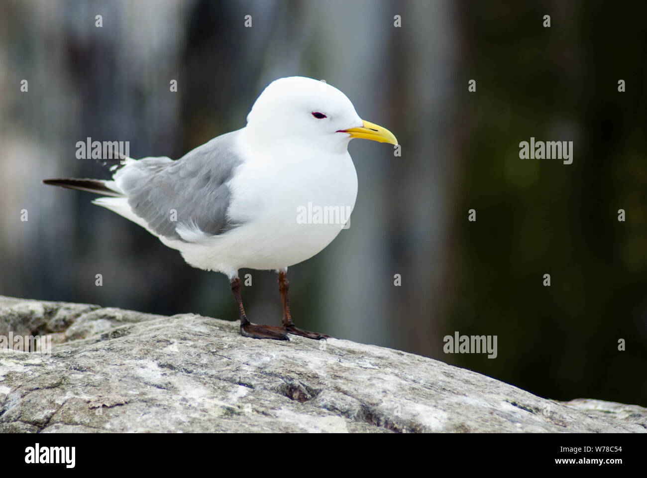 Gull with yellow bill hi-res stock photography and images - Alamy