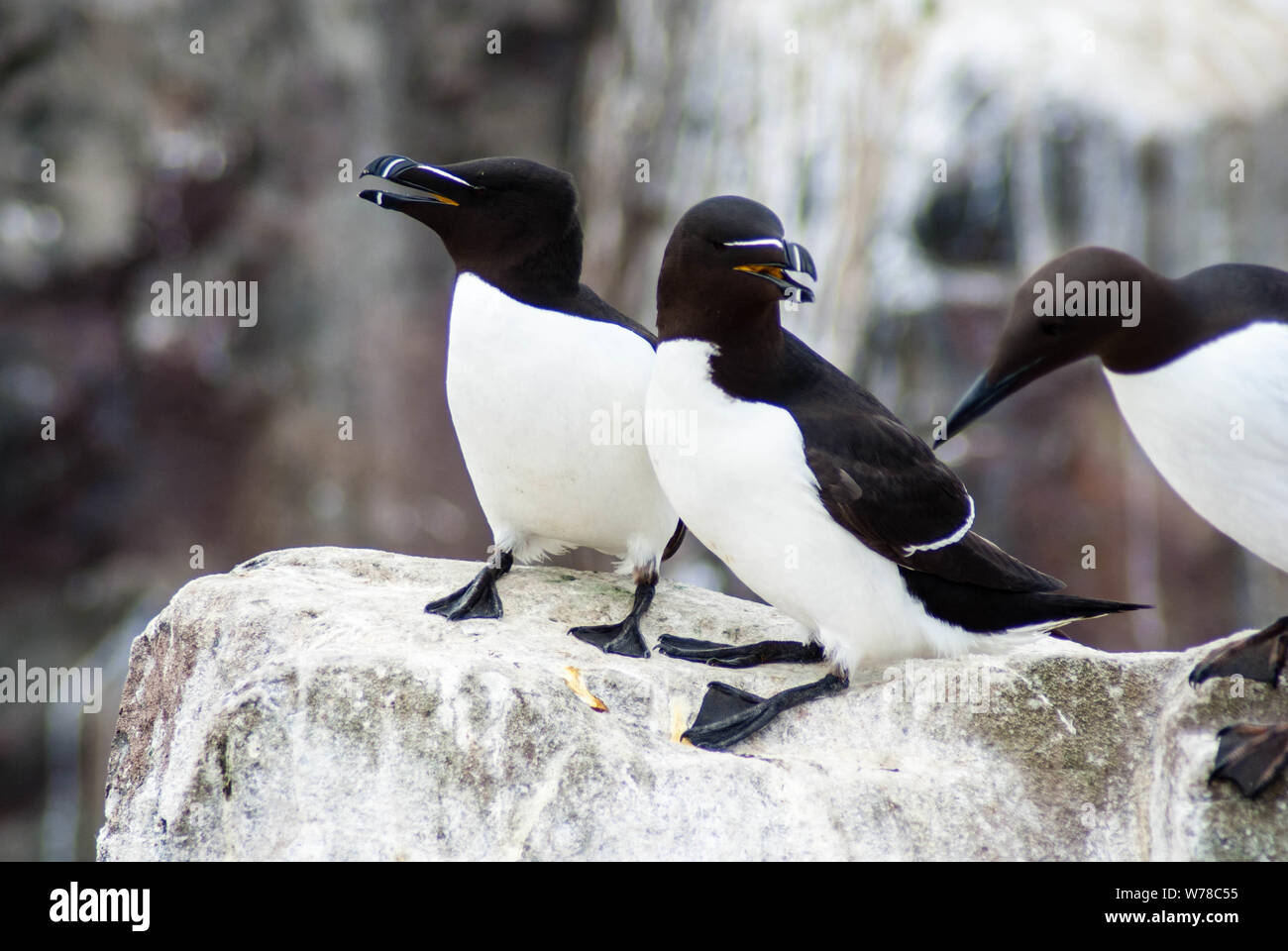 Pair of razorbill hi-res stock photography and images - Alamy
