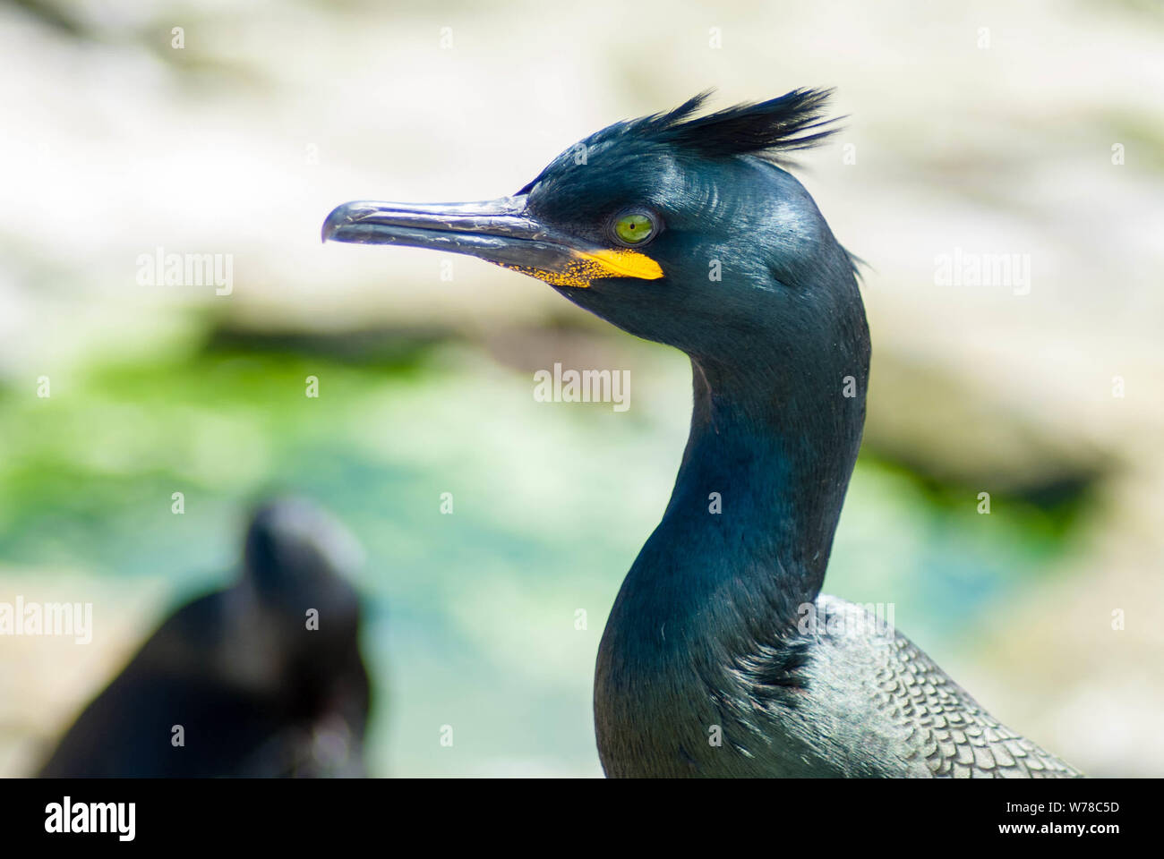 Bird shag hi-res stock photography and images - Alamy