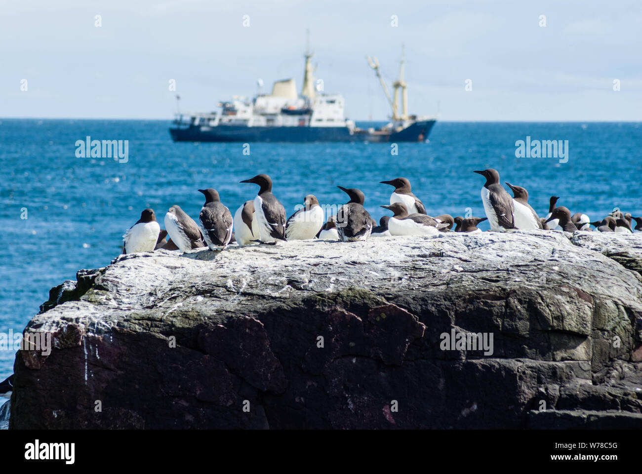 Guillemot sea birds hi-res stock photography and images - Alamy