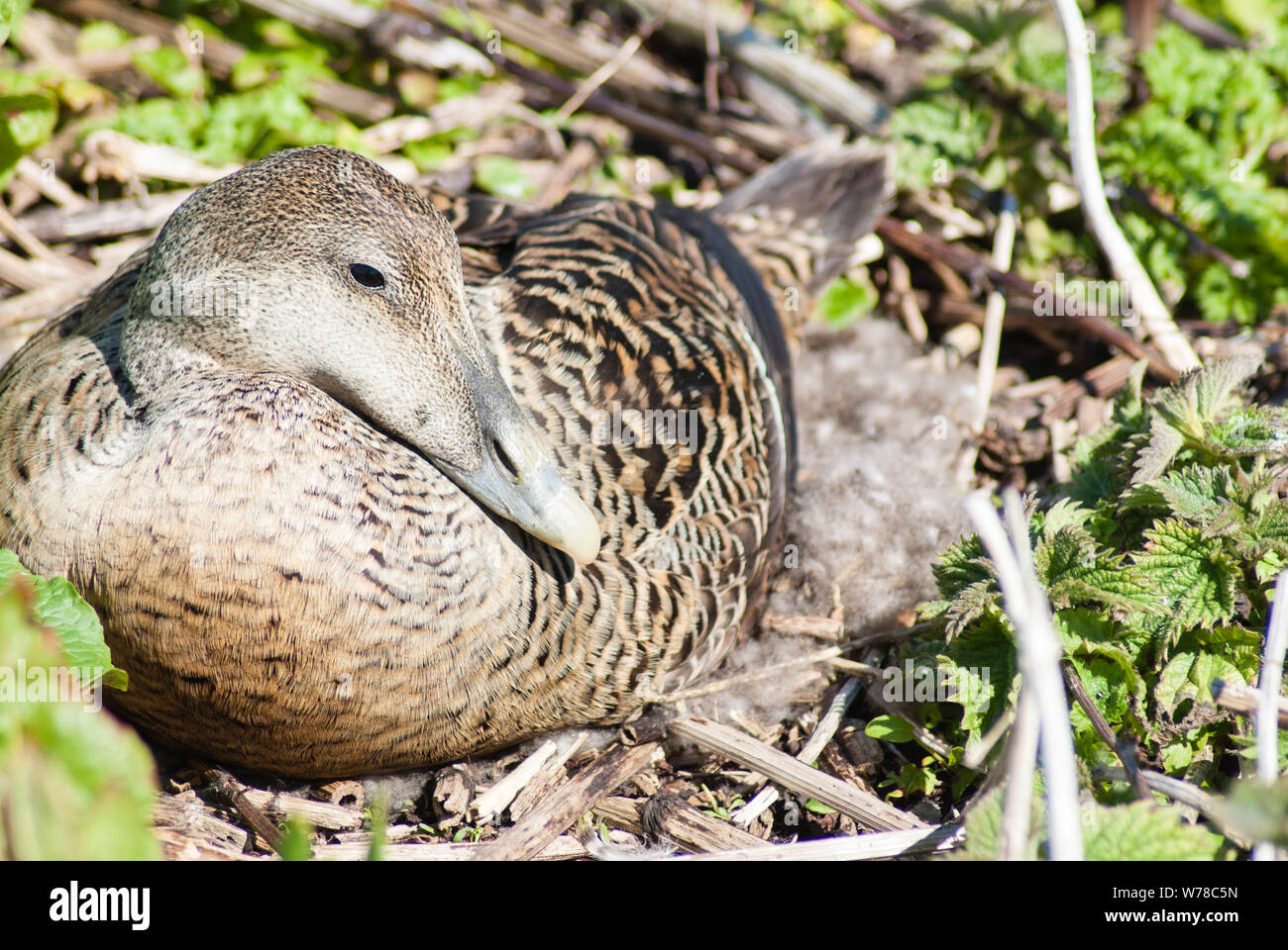Eider duck farne islands hi-res stock photography and images - Alamy