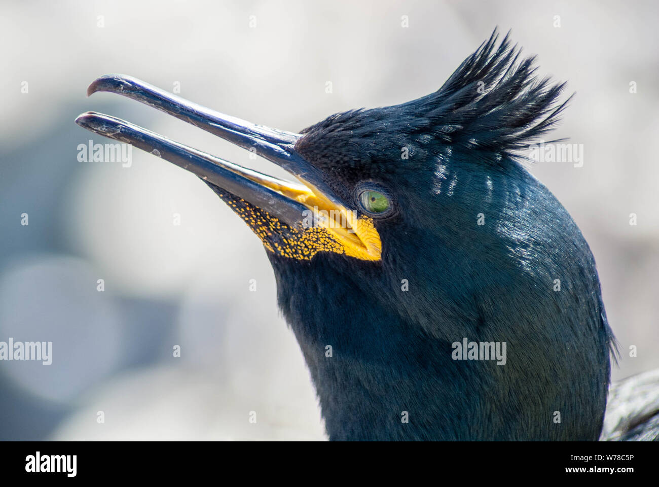 Green shag hi-res stock photography and images - Alamy