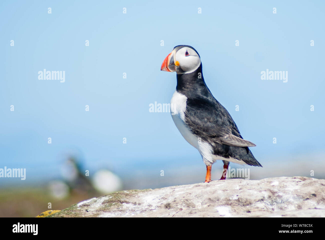 Puffin coloured beak hi-res stock photography and images - Alamy