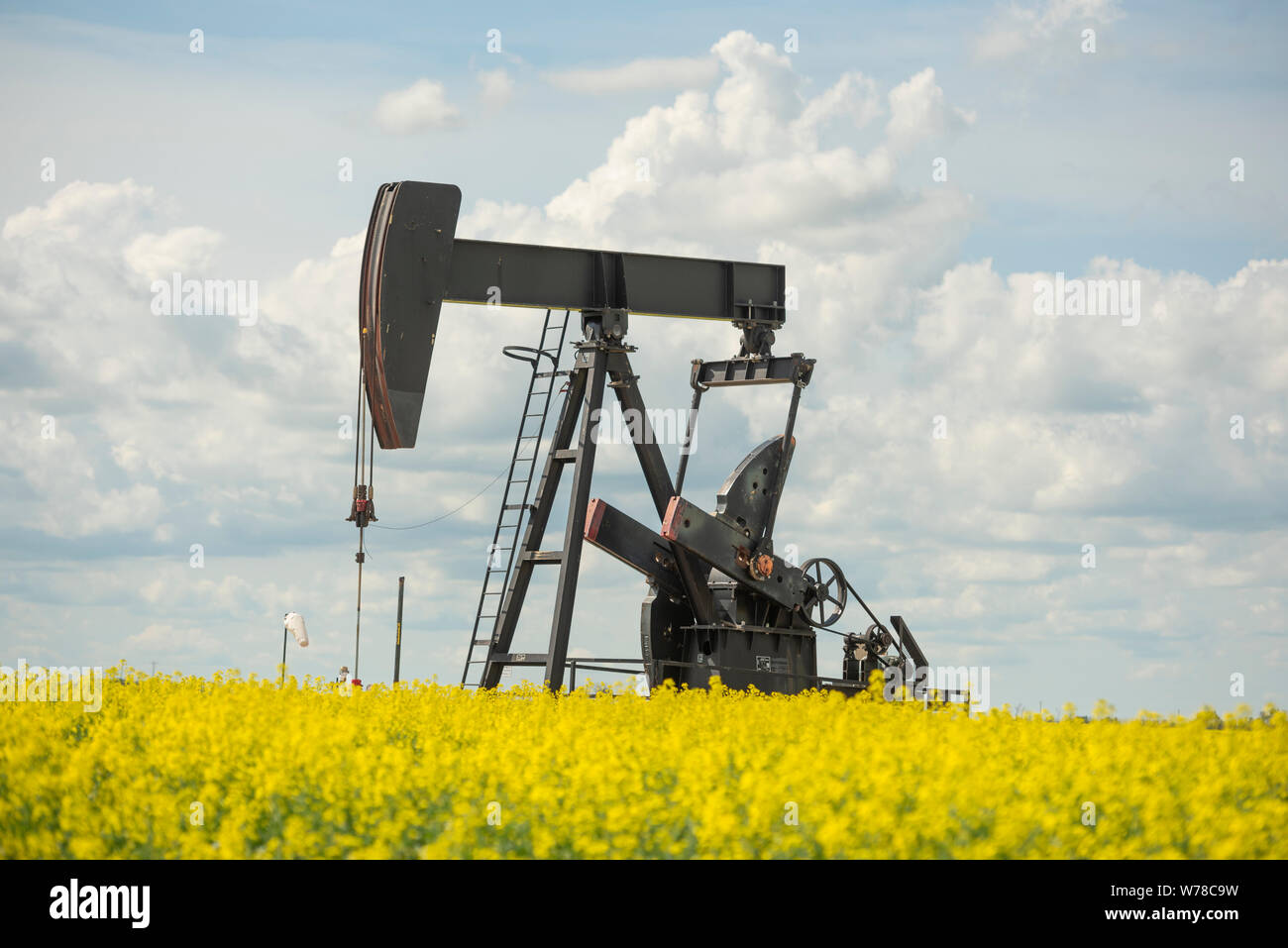 Pumpjack, or oil donkey amid canola in the open prairie in western ...