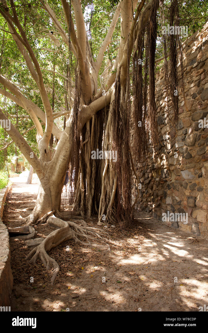 Tree root patterns hi-res stock photography and images - Alamy