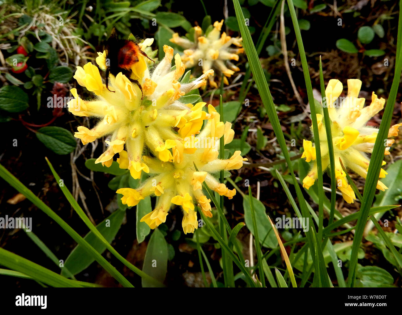 wild alpine flowers Stock Photo - Alamy