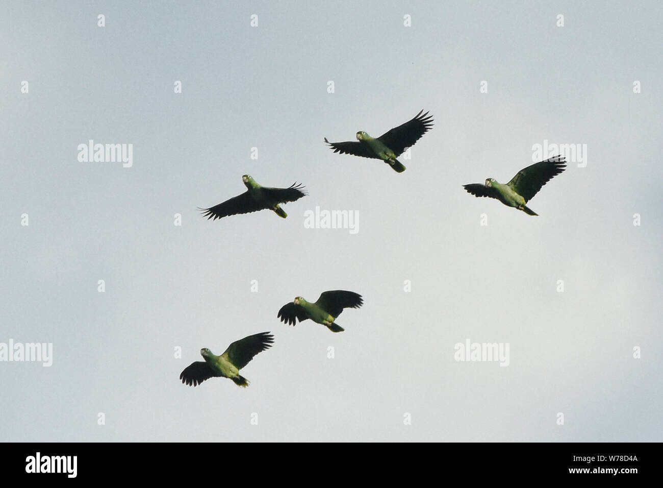 Yellow-crowned parrots in flight, Tambopata Reserve, Peruvian Amazon ...
