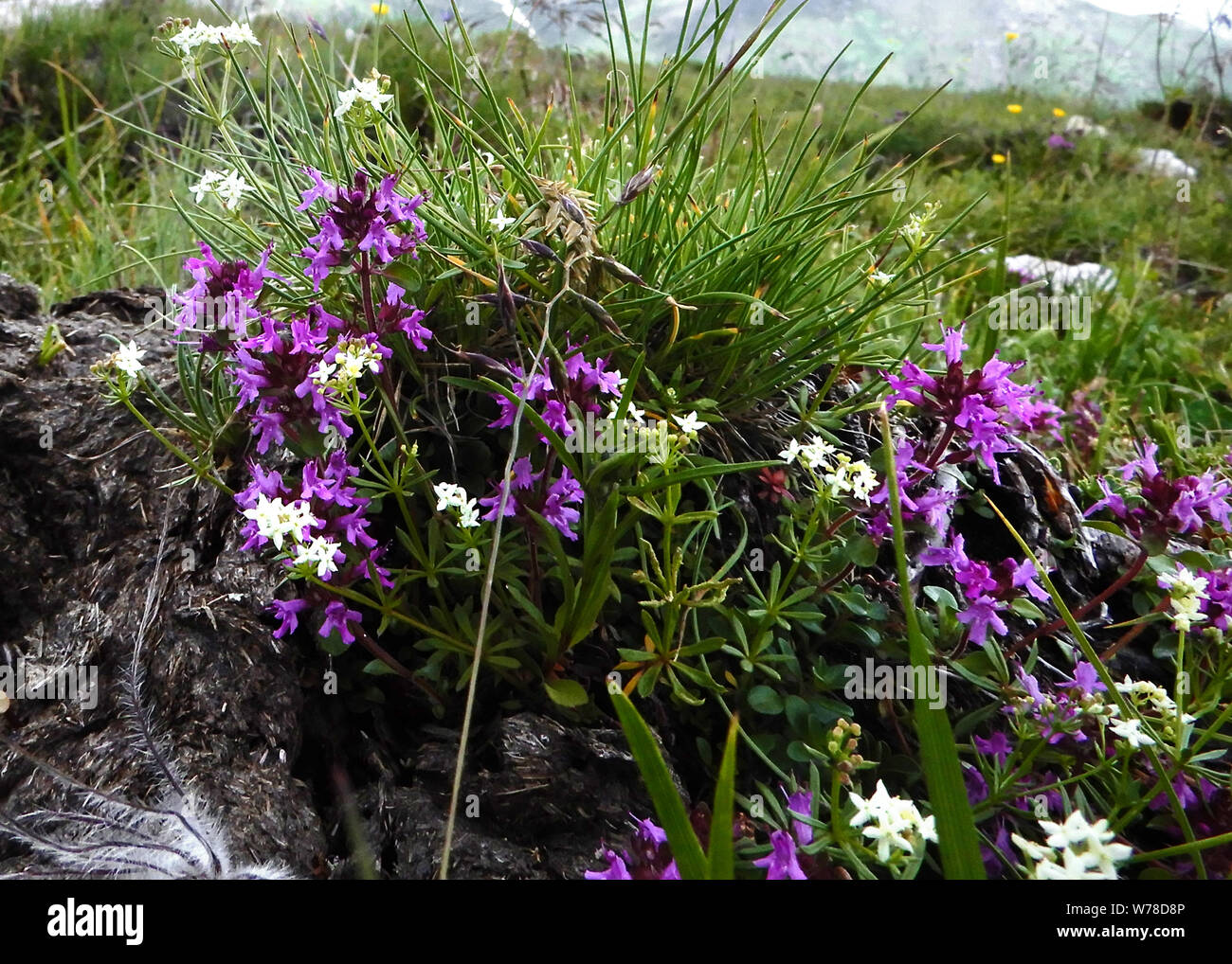 wild alpine flowers Stock Photo - Alamy