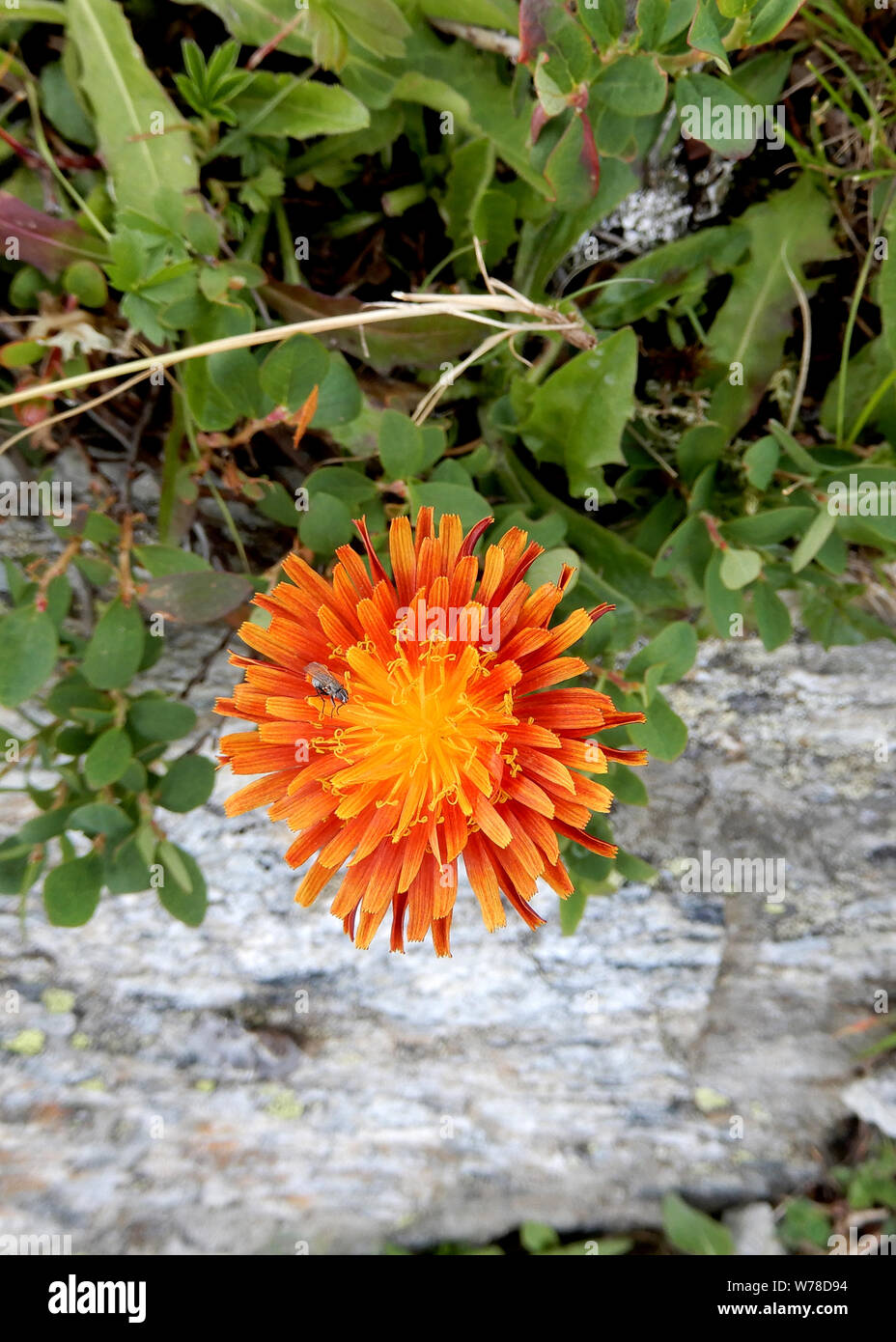 wild alpine flowers Stock Photo - Alamy