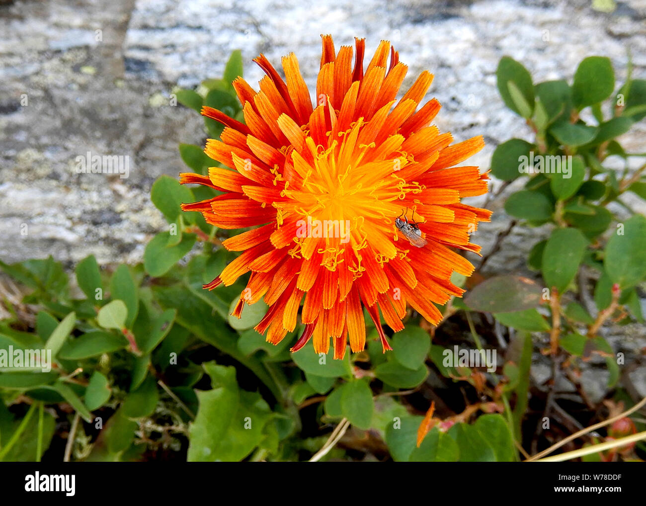 wild alpine flowers Stock Photo - Alamy