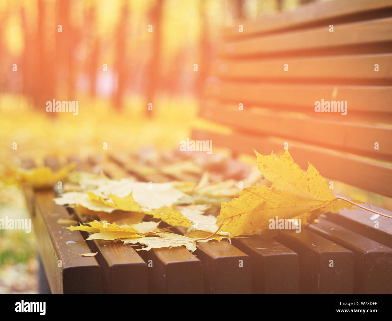 autumn leaves on a bench in the woods, Red and Orange Autumn Leaves ...