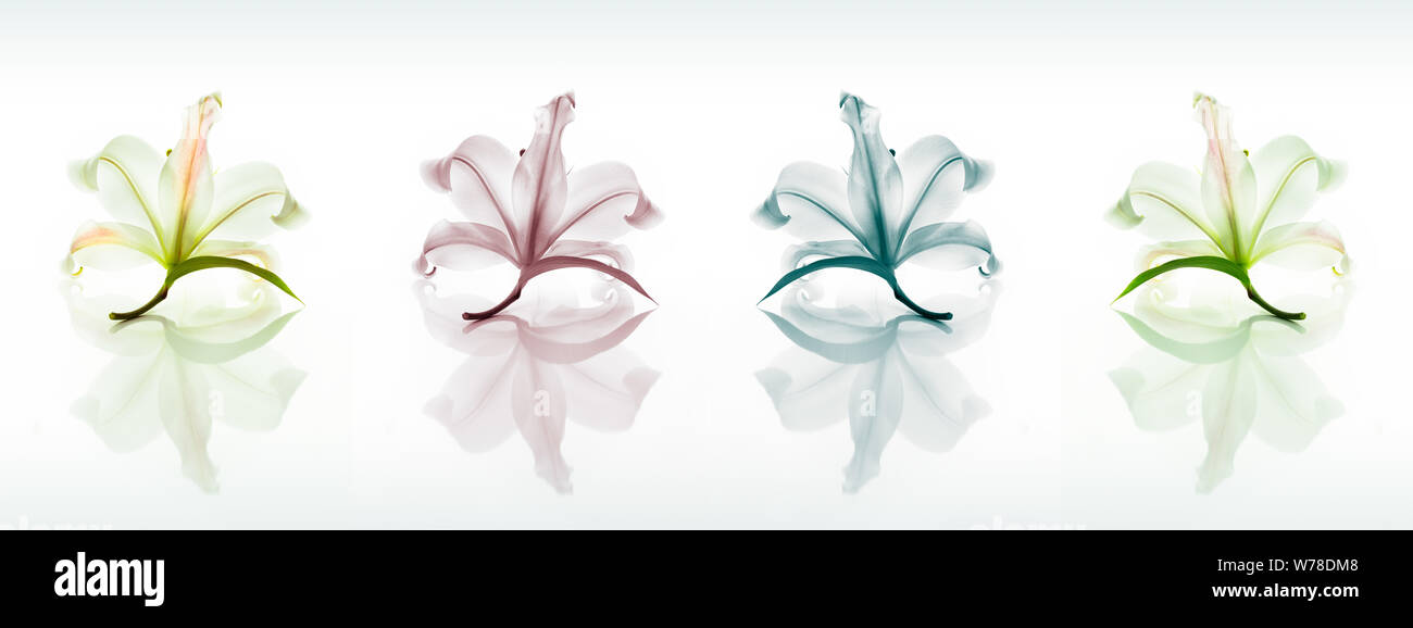 High resolution floral panoramic photographic montage of Lily flower ...