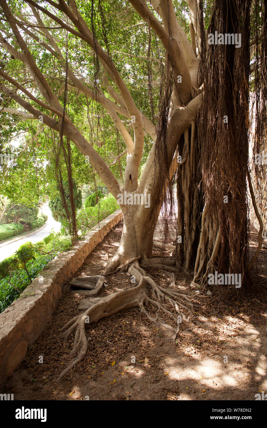 Old tree and root system Stock Photo - Alamy
