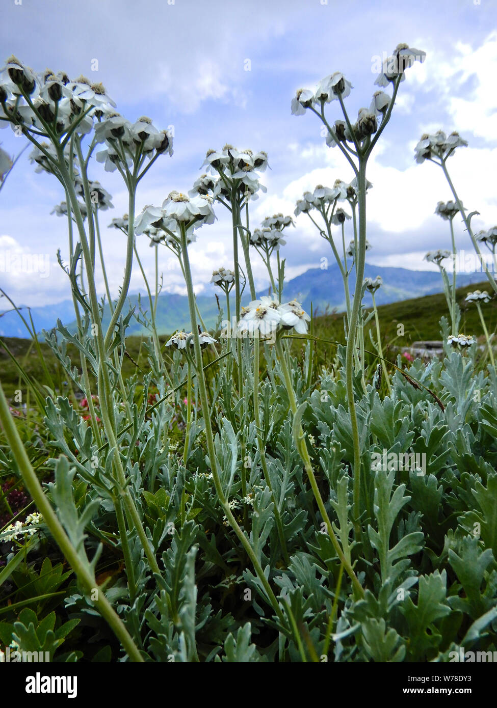 wild alpine flowers Stock Photo - Alamy