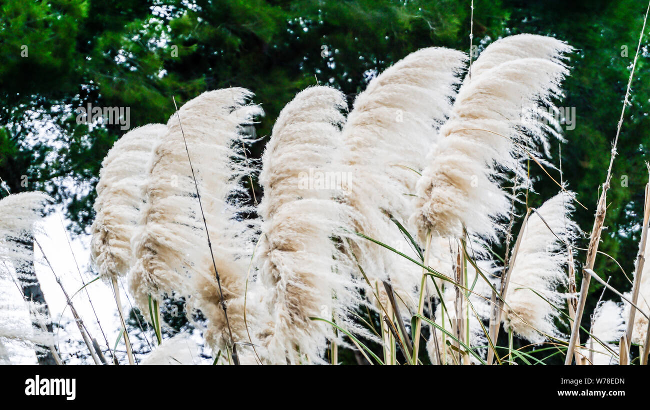 white reed grass Stock Photo - Alamy