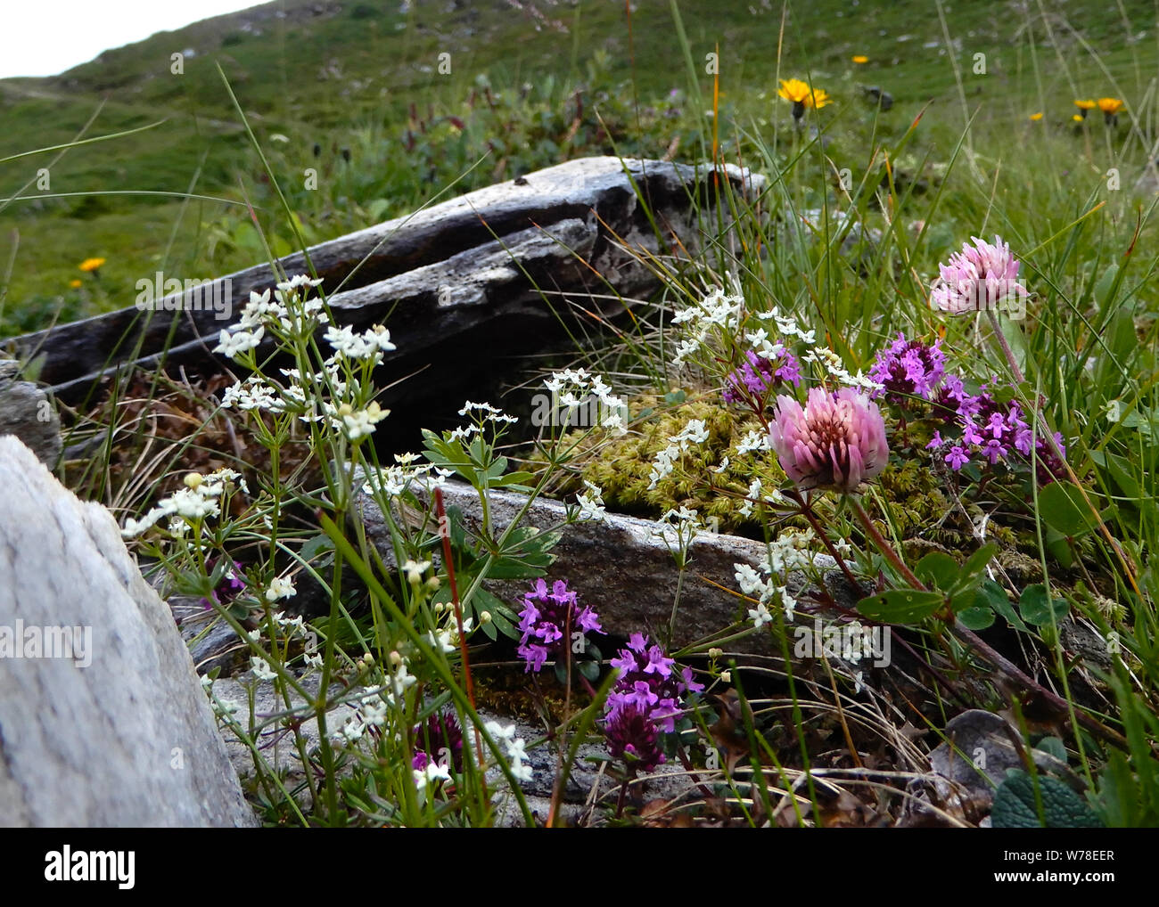 wild alpine flowers Stock Photo - Alamy