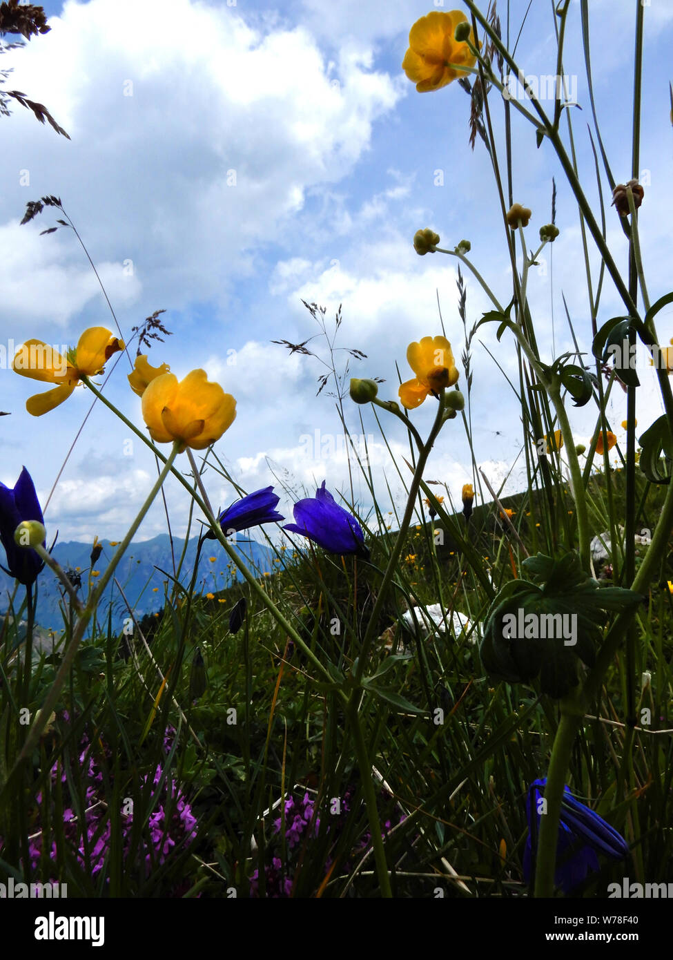 wild alpine flowers Stock Photo - Alamy