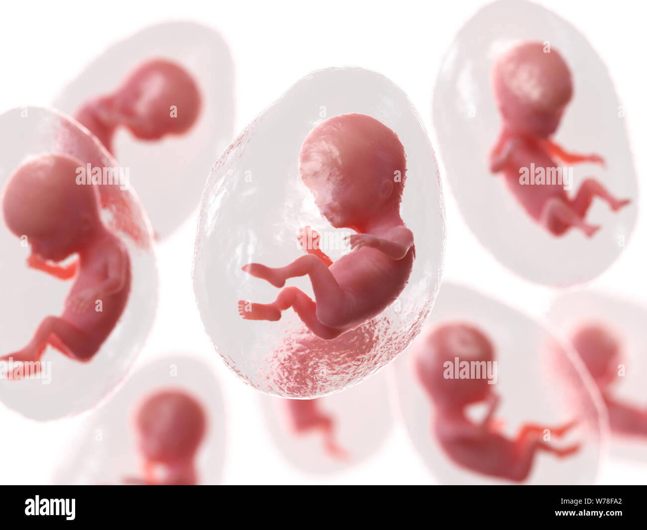 Human embryos hi-res stock photography and images - Alamy