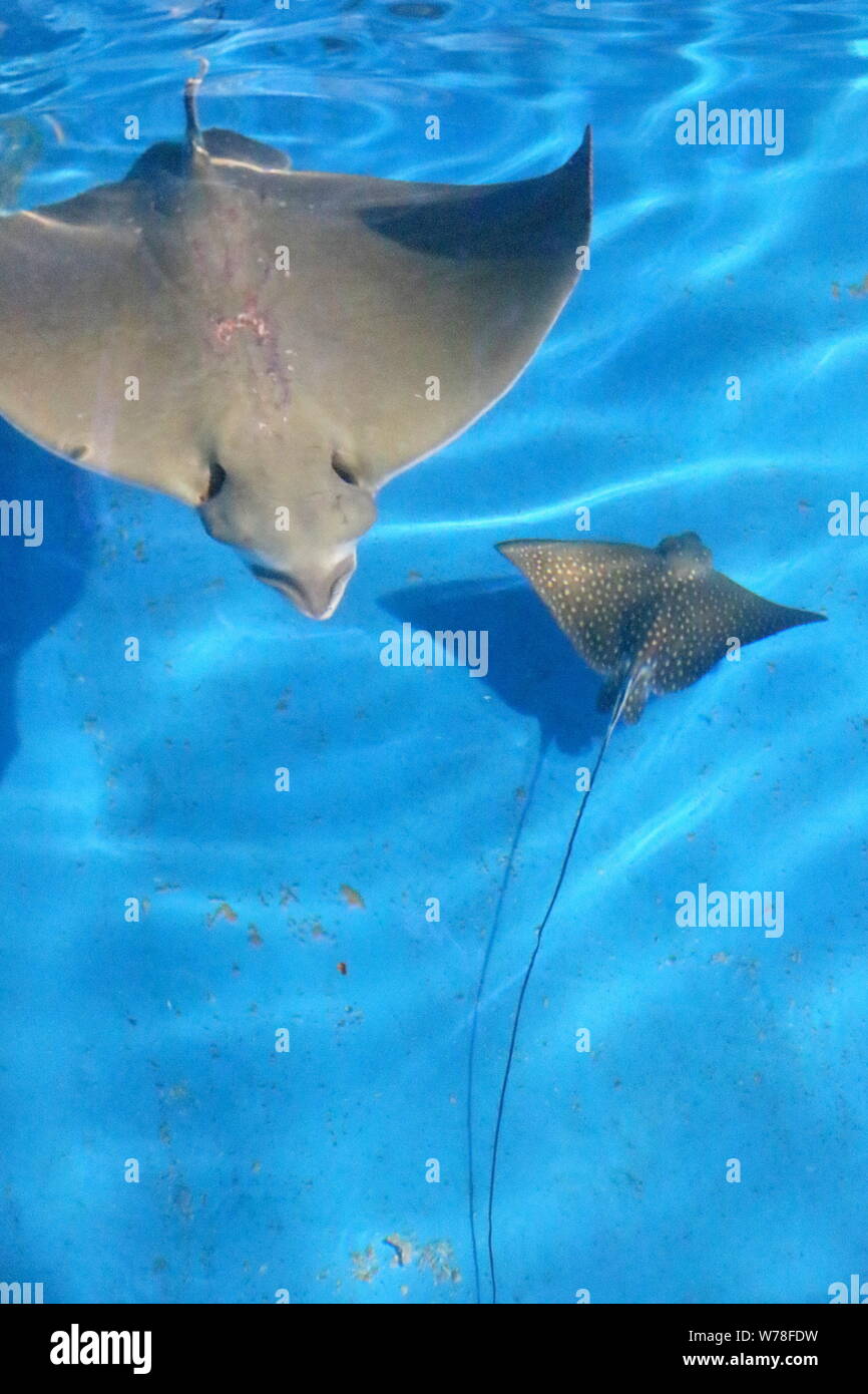 Eagle ray hi-res stock photography and images - Alamy