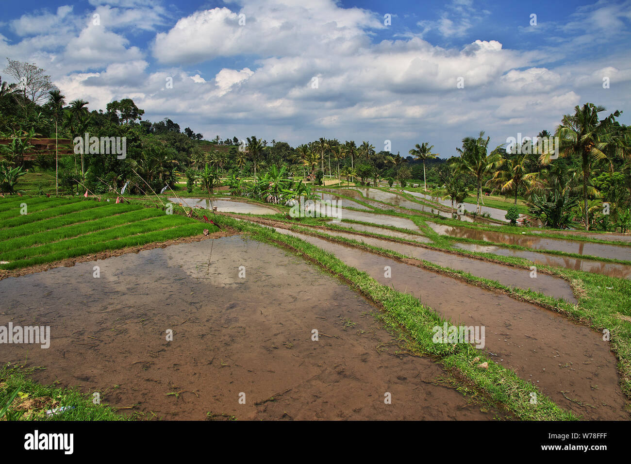 The rice terraces on Bali, Indonesia Stock Photo - Alamy