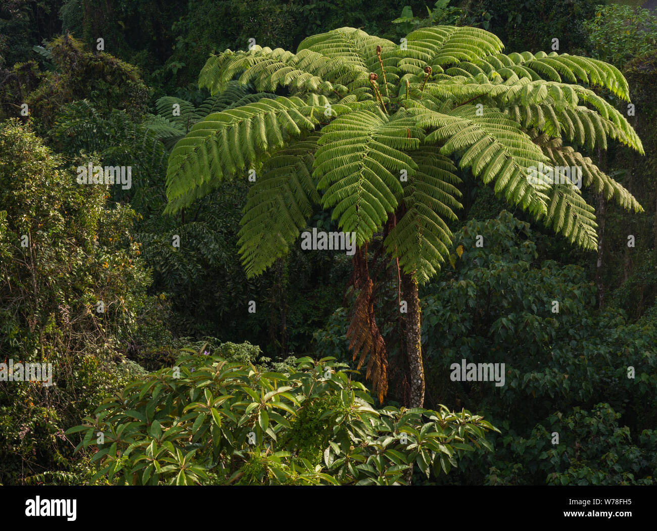 Forest canopy Cameron highlands Stock Photo - Alamy
