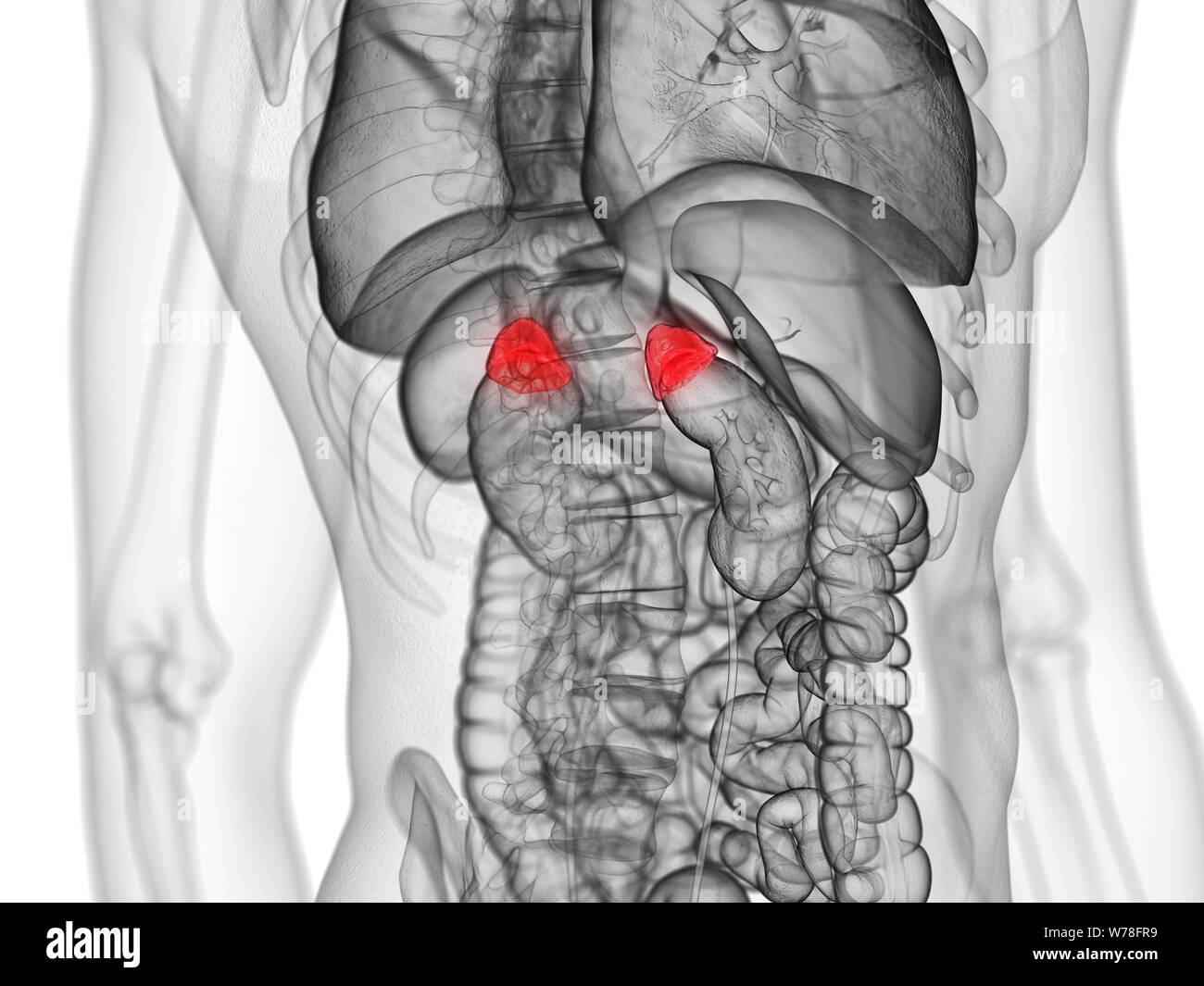 3d rendered medically accurate illustration of the adrenal gland Stock ...