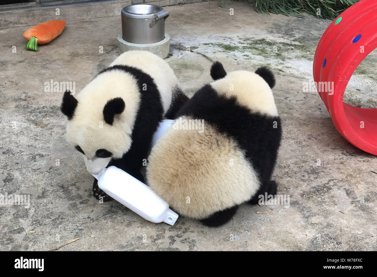 Giant pandas play with candy-like toys at a base of China Conservation ...