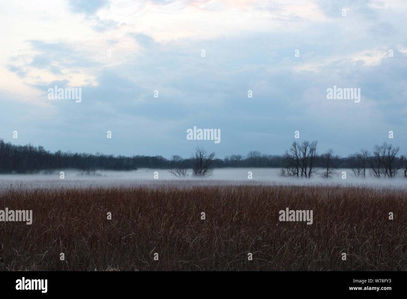 Fog rolling in over wetlands and deciduous trees in the winter in ...