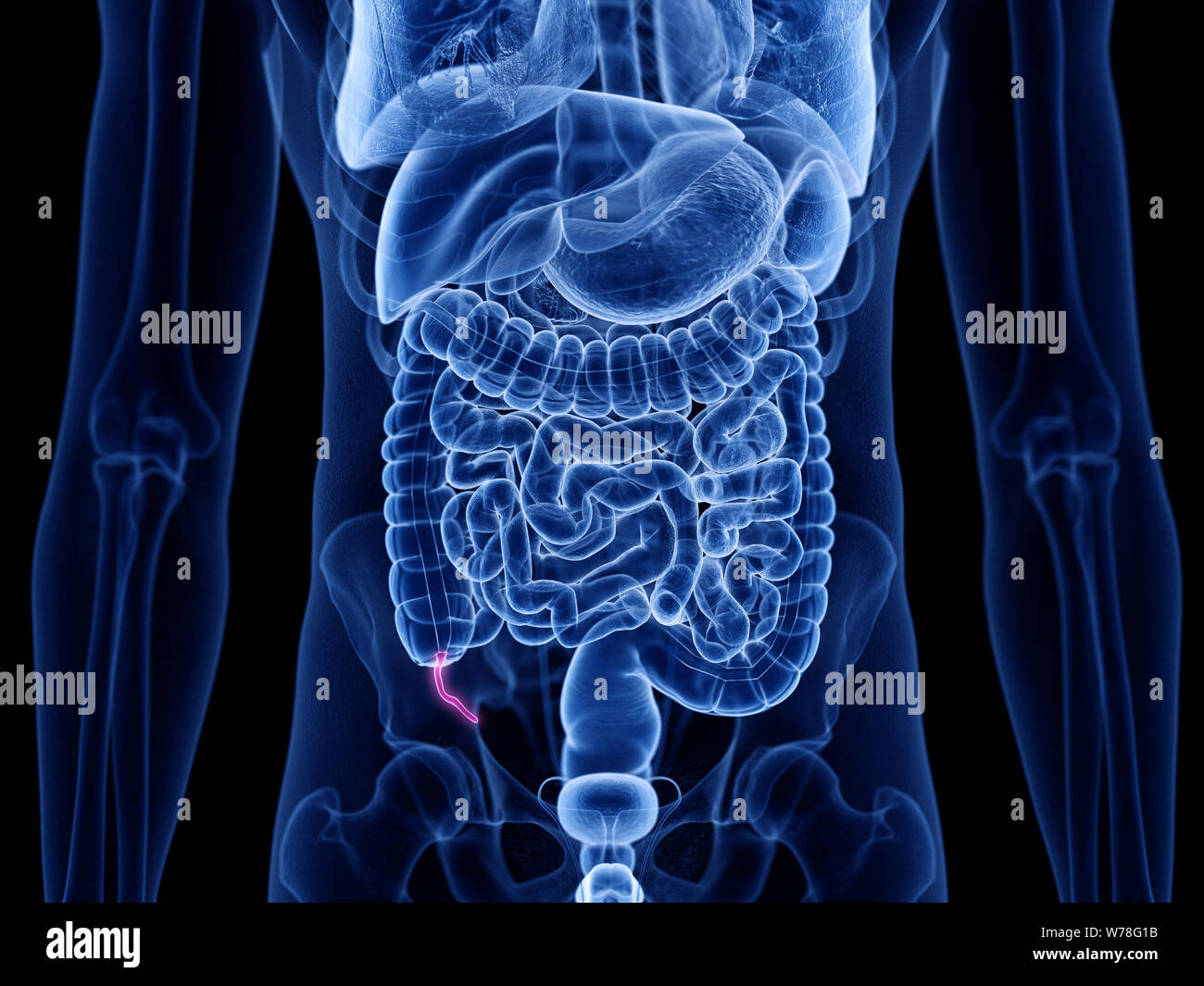 3d rendered medically accurate illustration of the appendix Stock Photo ...