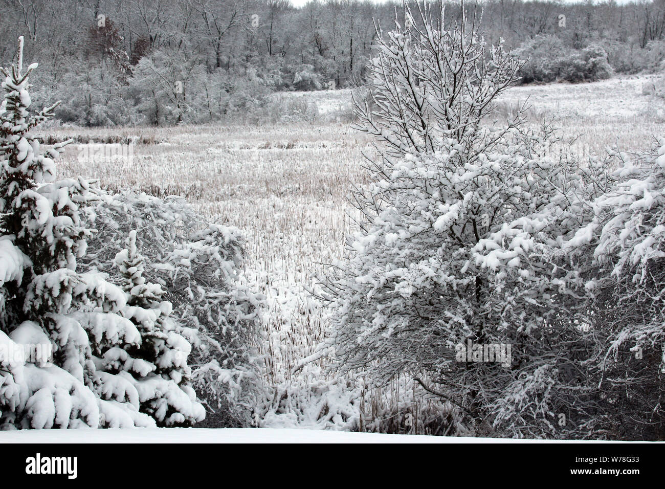 Snow covered wetlands, evergreen trees and deciduous trees in Wisconsin ...